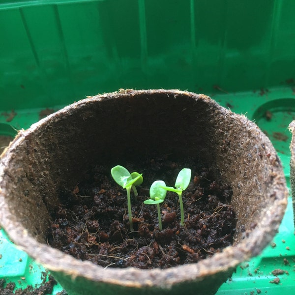 Growbro Kids Peanut Cultivation Set OUR CHILDREN'S EXPLORER SET, Simply ...