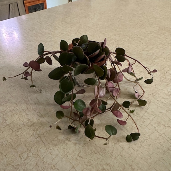 Peperomia Ruby Cascade, Trailing Peperomia, Trailing Plant, Hanging ...