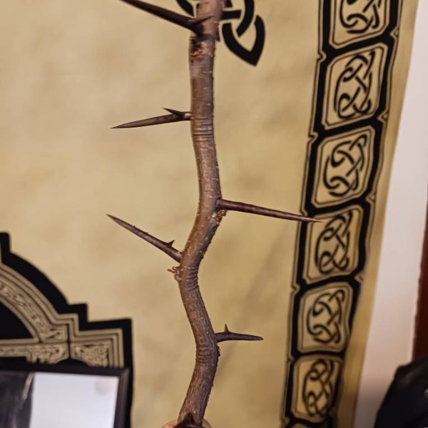 14 Wild Rose Stems With Sharp Briers Craft Witchcraft Art. Fresh Cut ...