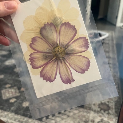 White Ruscus Branches, Premium Bleached Italian Ruscus, Dried DIY ...