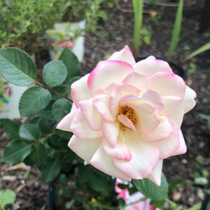 Fiji Rose Plant Potted Kordes Eleganza® Rose Hot Cherry Pink | Etsy