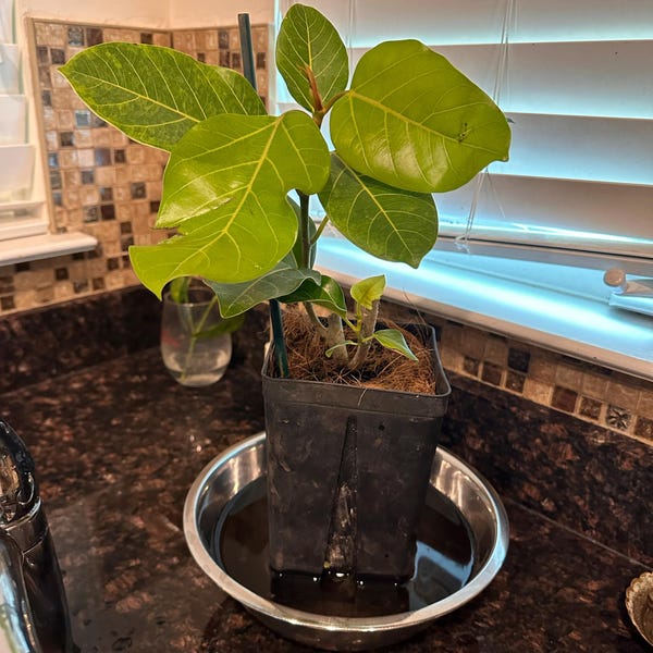 Colocasia Esculenta Plant, Pattarveliya or Patra Edible Plant in Small ...