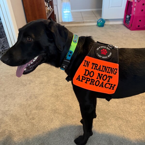 Vest (adjustable Size), "in Training Do Not Approach", Light Weight Sd ...