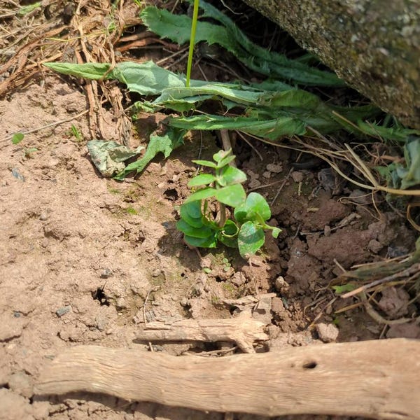 Solomon Seal Plant Roots/bulbs/tubers - Etsy