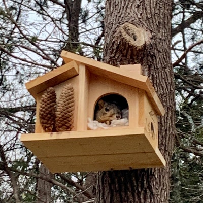 Squirrel House/nesting Box - Etsy