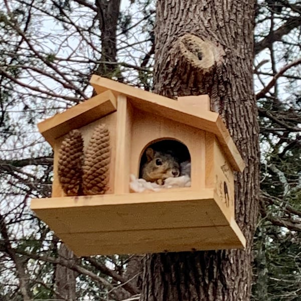 Squirrel House/nesting Box - Etsy