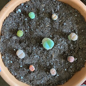 Live Limited Rare Lithops Olivacea C109 / Lithops Olivacea / Exotic ...