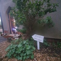 Wizard of Oz Nobody Gets in to See the Wizard Rustic Shabby - Etsy Canada