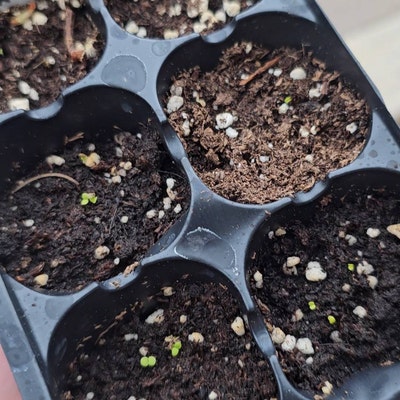 Northern Blazing Star Flower Seeds Heirloom Seeds, Native Seeds ...