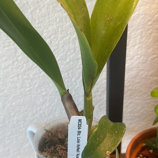 Awarded "cotton Candy" Phal. Cheng-de Beauty 'sakura' AM/AOS , Handsome Plant in 4" Pot With 25 ...