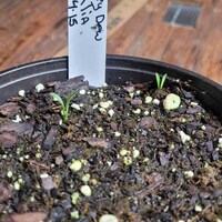 Black Magic Hybrid Tea Rose Seeds perennial authentic Seeds-flowers ...