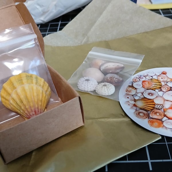 Hawaiian Sunrise Shells | Genuine Hawaii Sunnies | Large Orange Yellow ...