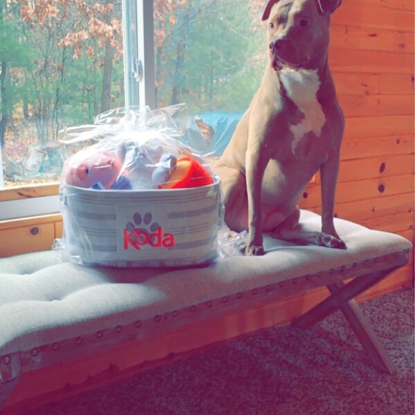 Custom Dog/cat Gift Baskets for Any and All Occasions! - Etsy