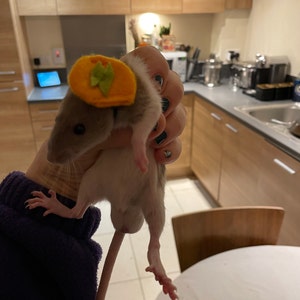 Rat Harness and Lead Set - Etsy