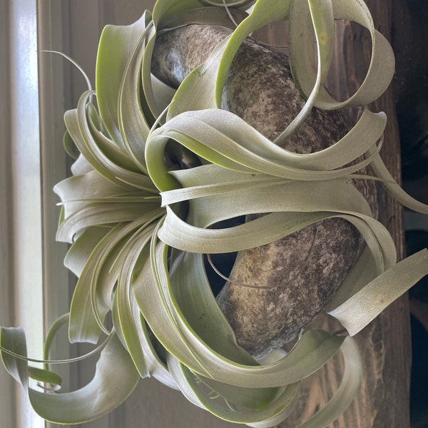 Circular Vintage Turkish Breadbords/ European Breadboard / 20 ...