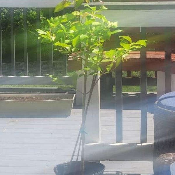 Butterfly Ginger (dolon Chapa) Flower Plant - Etsy