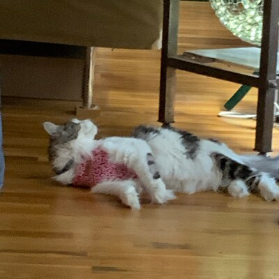 Crime Scene Halloween Breakaway Cat Collar - Etsy