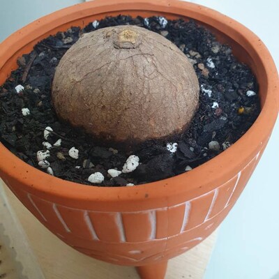 Organic White Silk Cocoons for Facial Scrub Gentle Scrub for - Etsy