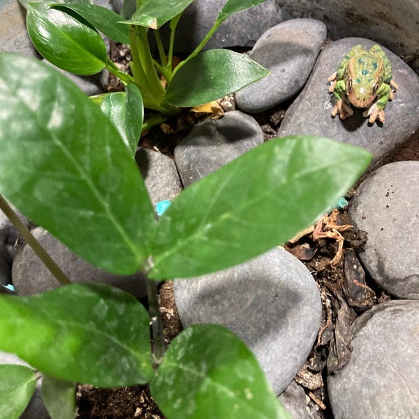 Little Critterz Frog Leopard Green Frog "rana" - Home Decor Reptile ...