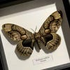 Real Rare Kaiser-i-hind Swallowtail Butterfly Framed Taxidermy ...