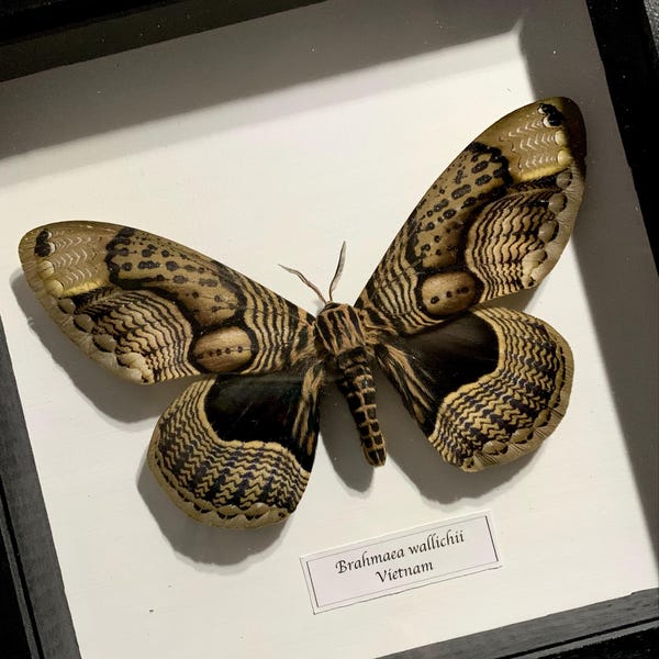 Rare Giant Hercules Atlas Moth Framed Taxidermy - Coscinocera Hercules ...