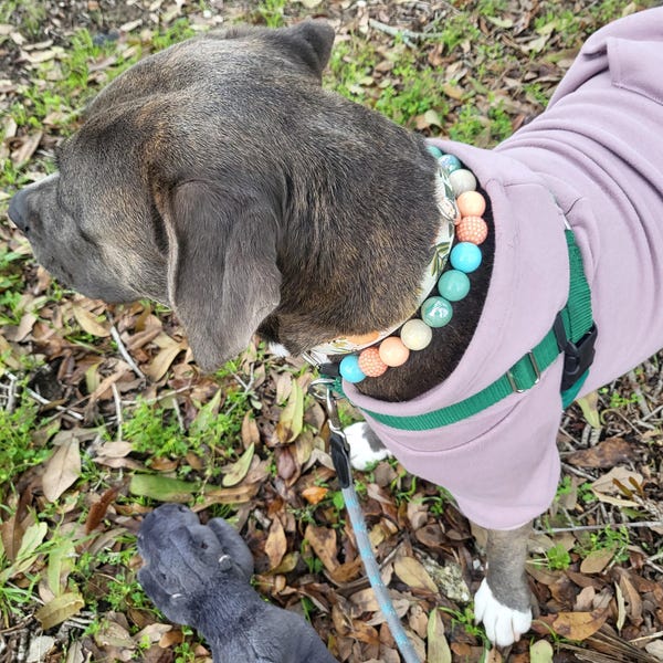 Flamingo Floaty Pool Party Beaded Dog Collar, Collar, Dog Collar, Dog ...