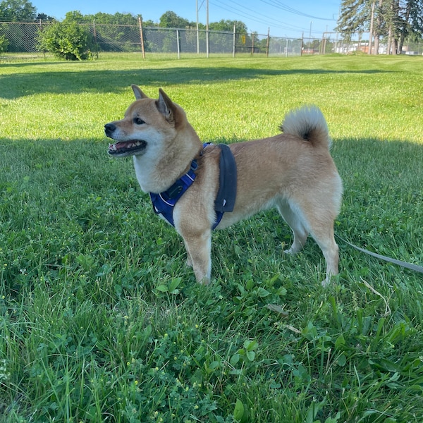 Dog Harness Strap Cover Padding - Prevent Rubbing, Durable Harness Wrap ...