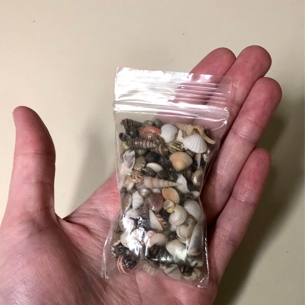 Small Shell Mix-1/4"-3/4”-tiny Shell Mix-craft Seashells-small ...