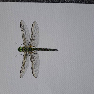 PRINT Flying Bumblebee, Bumblebees Butt, Realistic Bumblebee Wall Art, Zoological Illustration ...