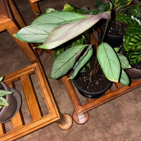 Alstroemeria Psittacina Aka Parrot Lily - Etsy