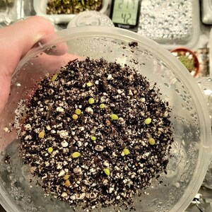 Aeonium Haworthii / 20 Seeds pinwheel | Etsy