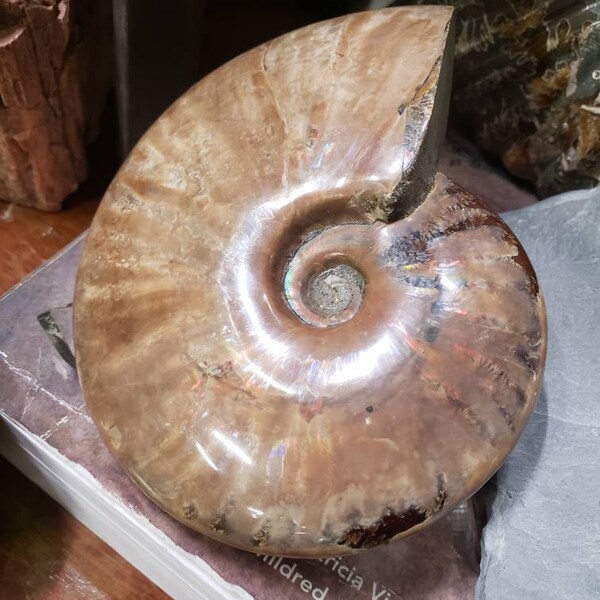 Awesome Jasper T-rex Skull, With the Coolest Patterns - Etsy