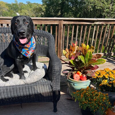 Small 9x12 Snuffle Mat Rooting Rug Canine Pet Dog Pig Rabbit - Etsy