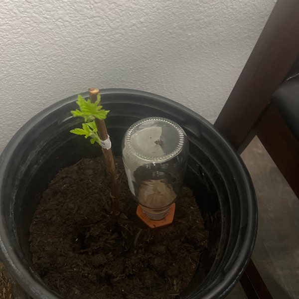 2 Raspberry Plants Joan J - Completely Thornless, Everbearing, High ...