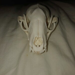 Raccoon Skulls 1 Bleached Real Authentic SK89 - Etsy