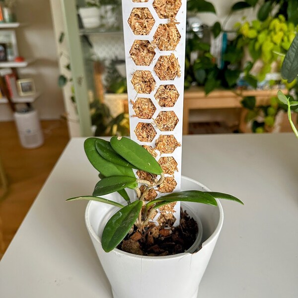 Hoya Trellis. Stackable Moss Pole New Design From the Moss Pole. US Seller - Etsy
