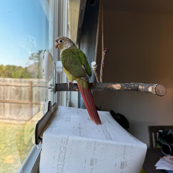 Fun and Durable Bird Perch for Windows Easy to Clean, Exercise-ready ...