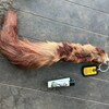 Spotted Hyena Tail Keychain - Realistic Animal Faux Fur - Spirituality ...