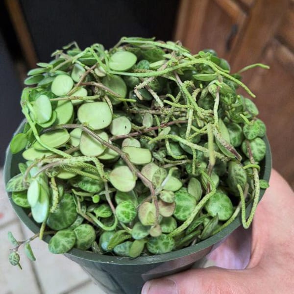 String of Turtles Peperomia Prostrata, Live Plant - Etsy
