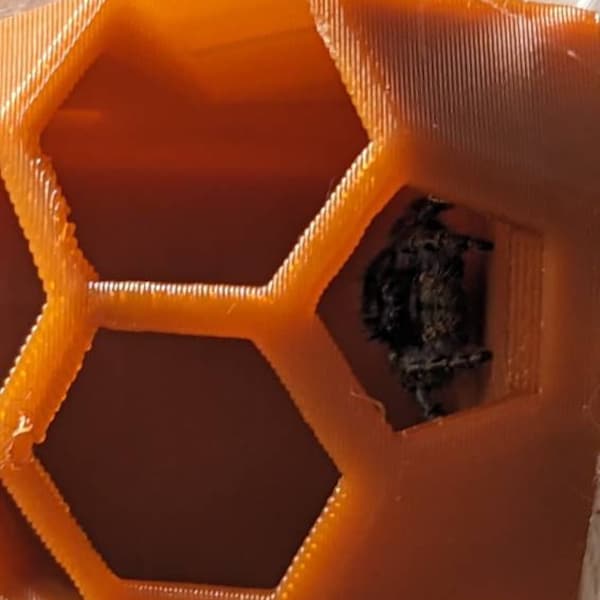 3D Printed Magnetic Corner Honeycomb Jumping Spider Hide - Etsy