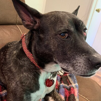 Redrum Stylish Shining Halloween Dog Collar - Etsy