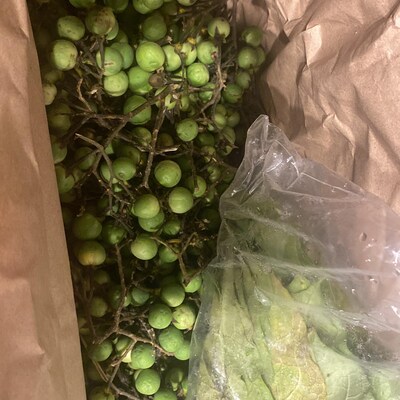 Fresh Whole Burdock Root, Gobo Root - Etsy