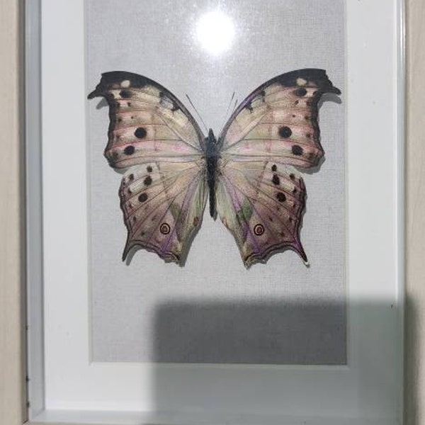Leafwing Butterfly Photo Frame, Personalized Picture Frame, Butterfly ...
