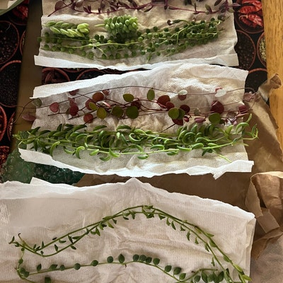 20 Trailing Succulent Strings With 7 Varieties, String of Pearl, String ...