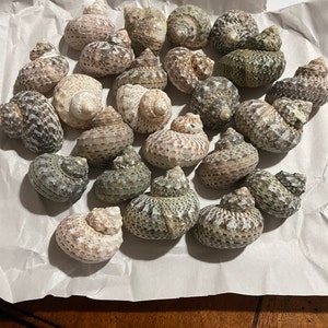 Nessastores Threaded Abalone Sea Shell One Side Polished Beach - Etsy