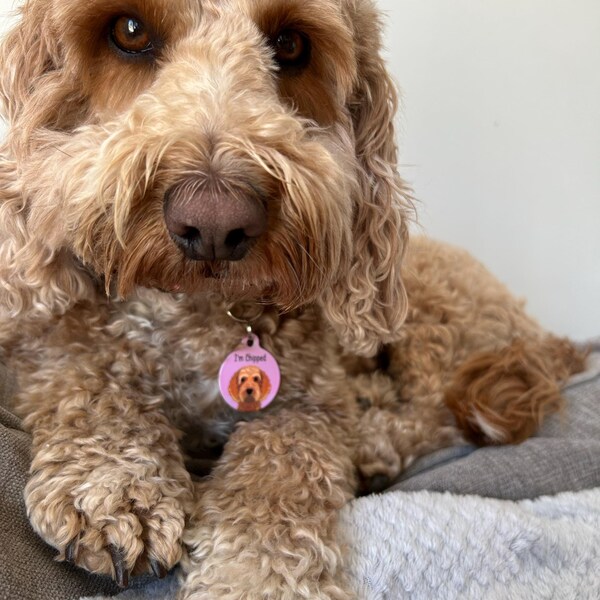 Cavapoo Cute Dog ID Tag for Cavapoos Pet Collars, Dog Tag, Dog Collar ...