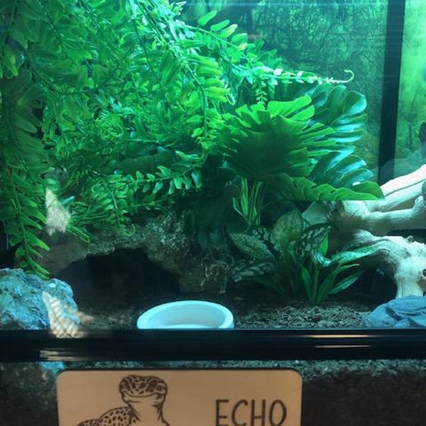 Leopard Gecko Tank Decor, Leopard Gecko Accessories, Leopard Gecko Tank ...