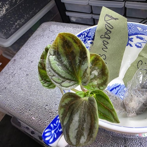 Peperomia Dragon Skin Starter Plant (ALL STARTER PLANTS Require You to ...