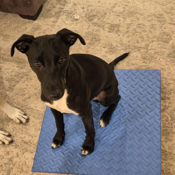 Dog Training Pivot Box and Place Board 2 Piece Bundle for Dog Agility ...