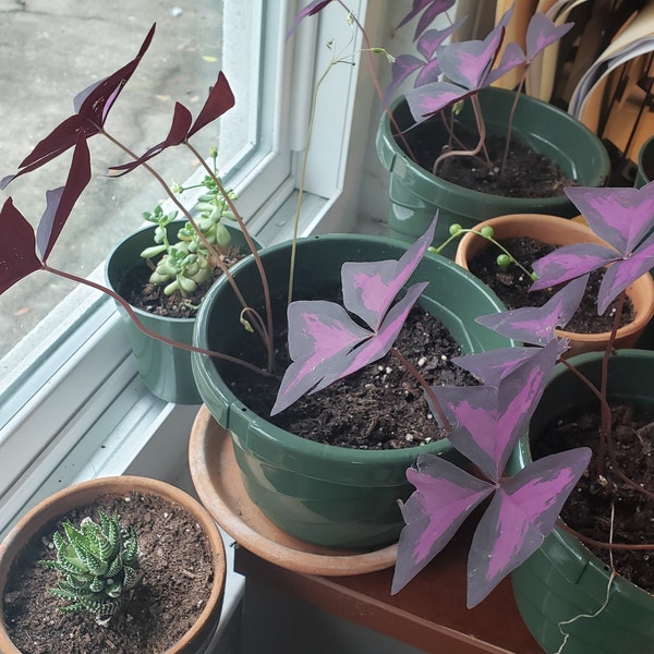 30 Calming Corner Feelings Poster Classroom, Calm Down Emotion Chart ...